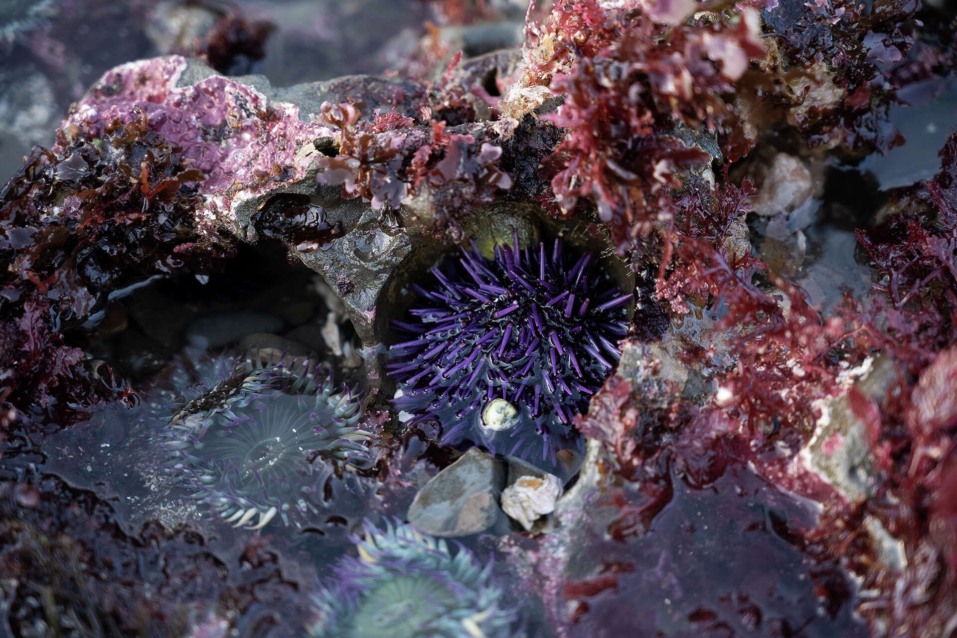 Eager crowds are threatening Bay Area beach, scientists warn