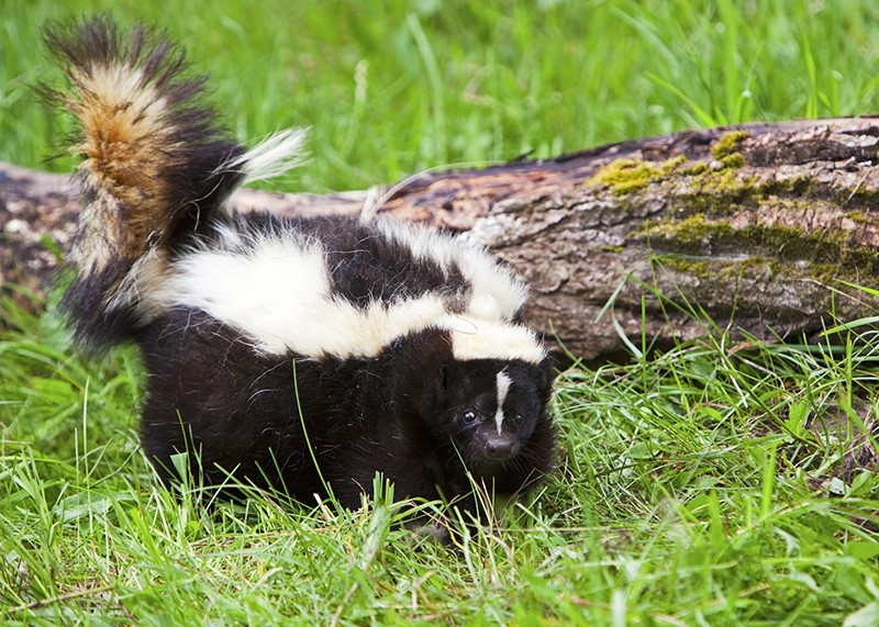 'Love is in the air.' It's mating season for CT's striped skunks
