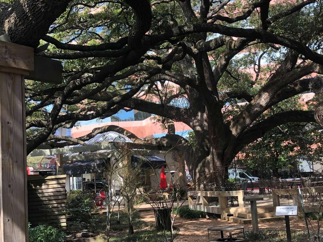 Why Houston Becks Prime was built around 400-year-old trees