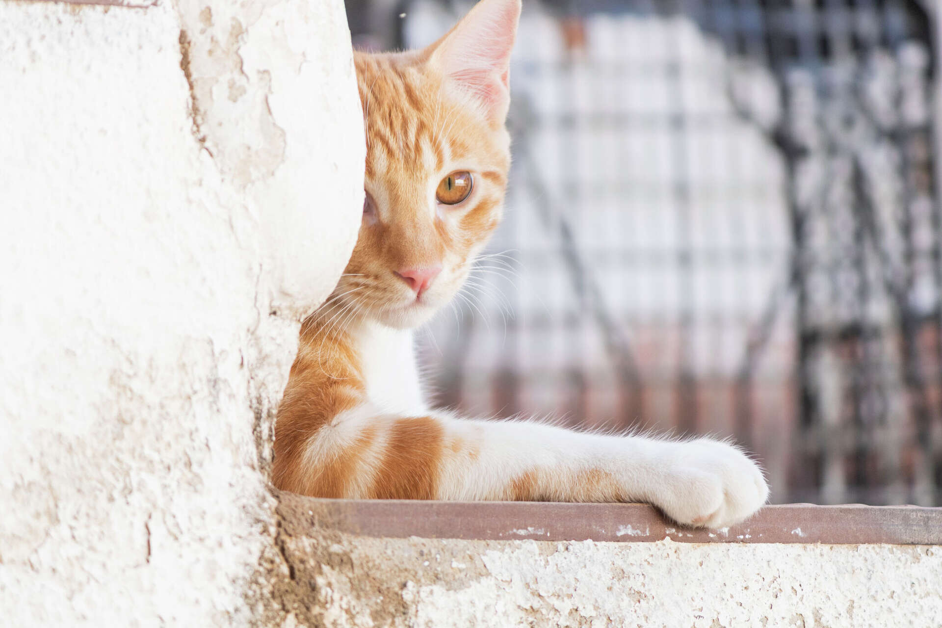 Ear-tipping is standard for identifying if a community cat is fixed