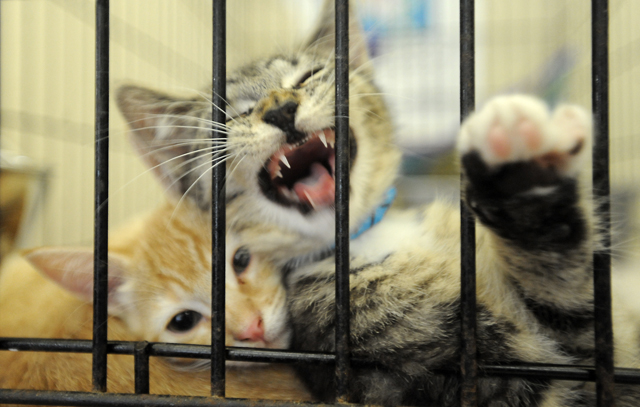 Adopt A Cat at the Humane Society