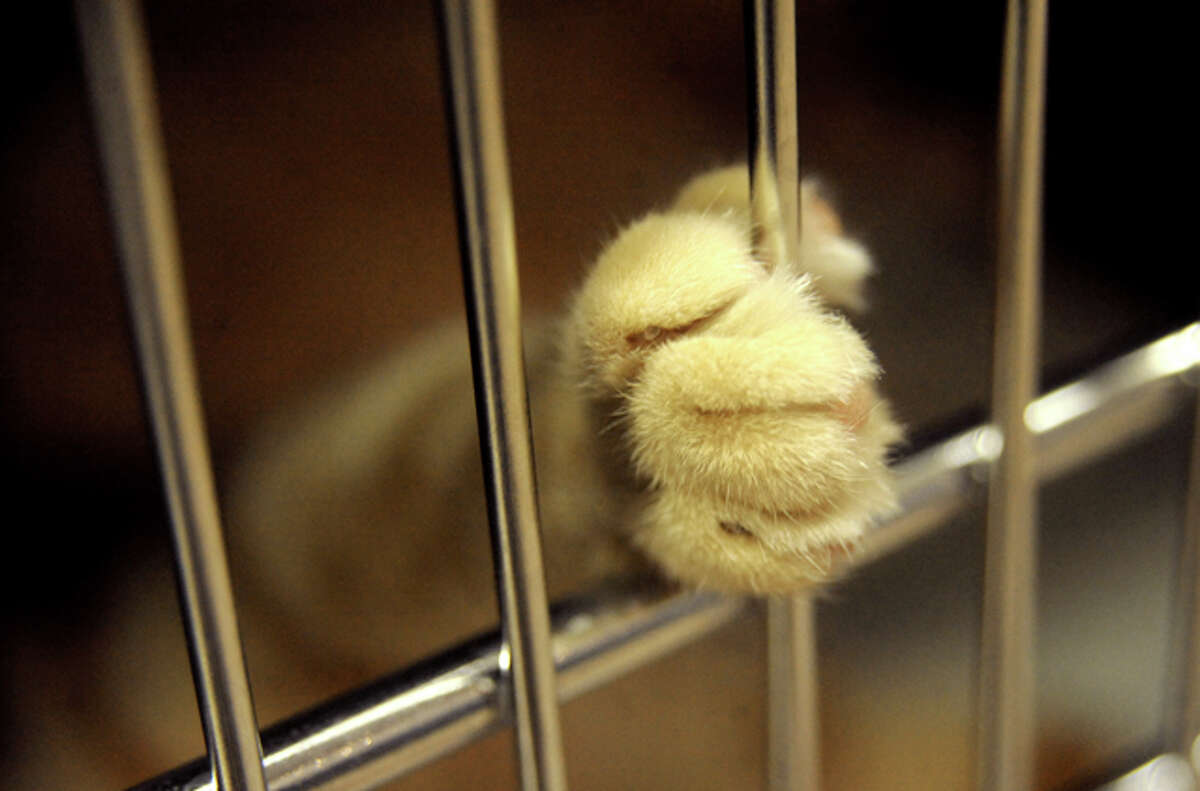Adopt A Cat at the Humane Society