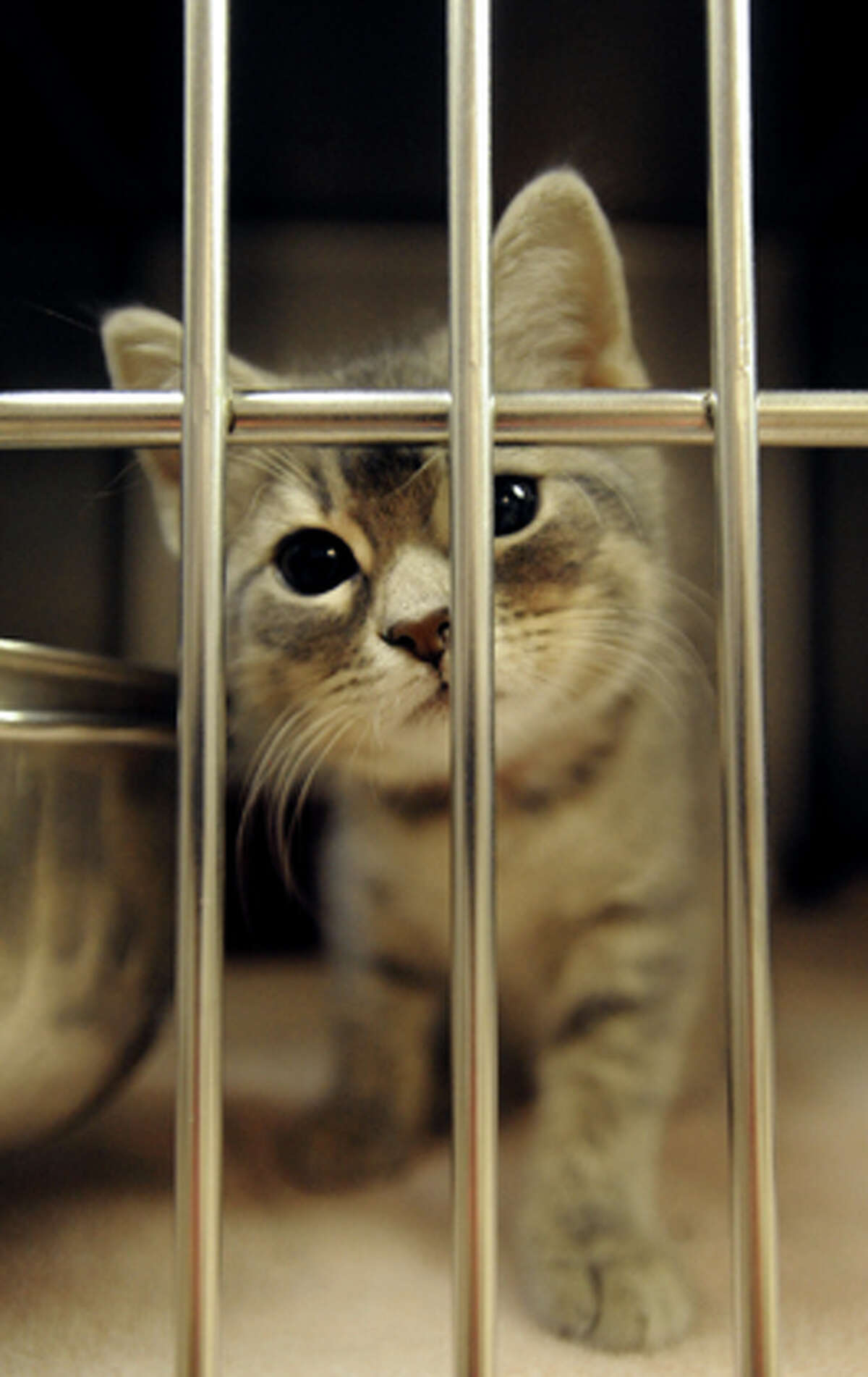 Adopt A Cat at the Humane Society