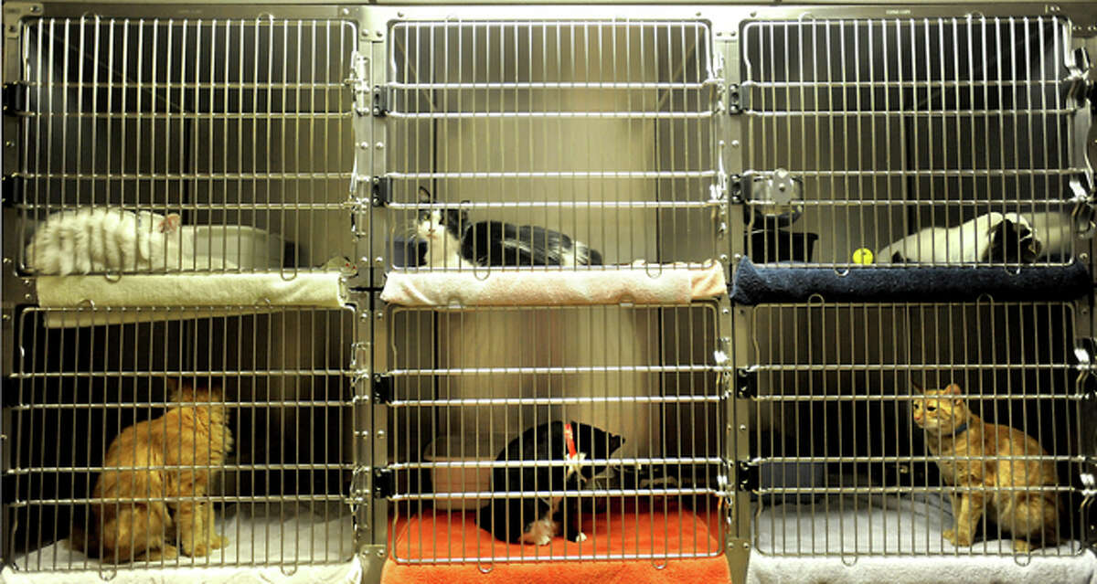 Adopt A Cat at the Humane Society