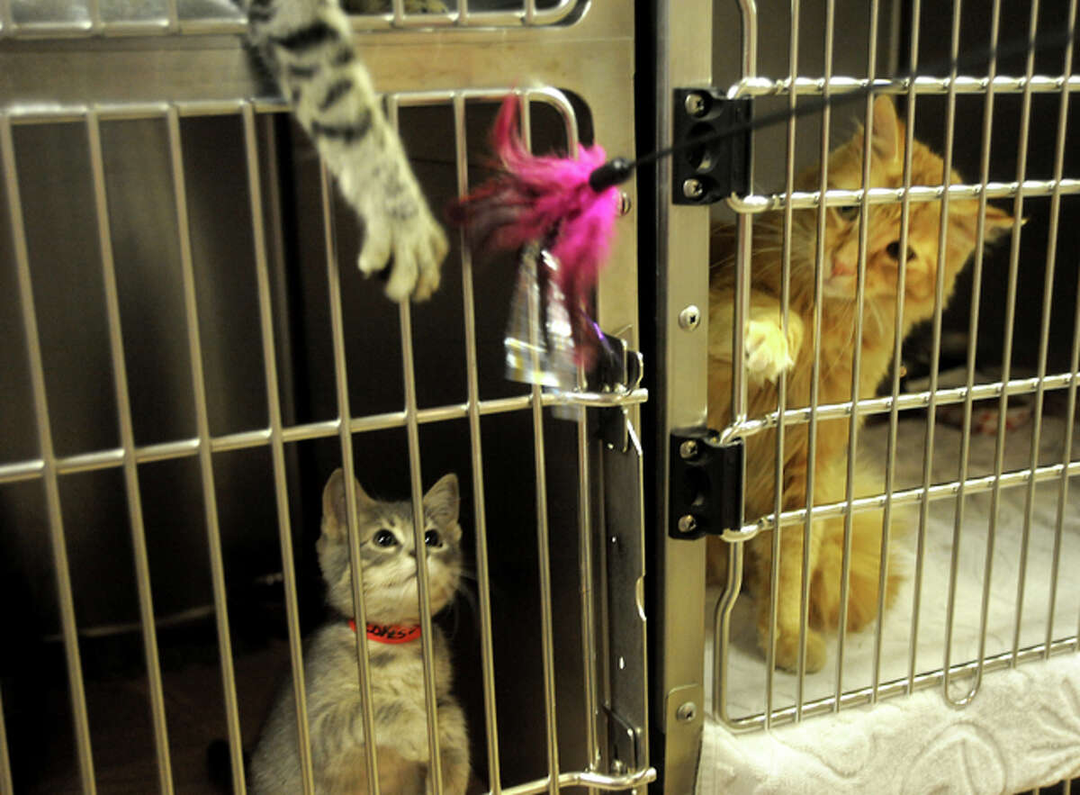 Adopt A Cat at the Humane Society