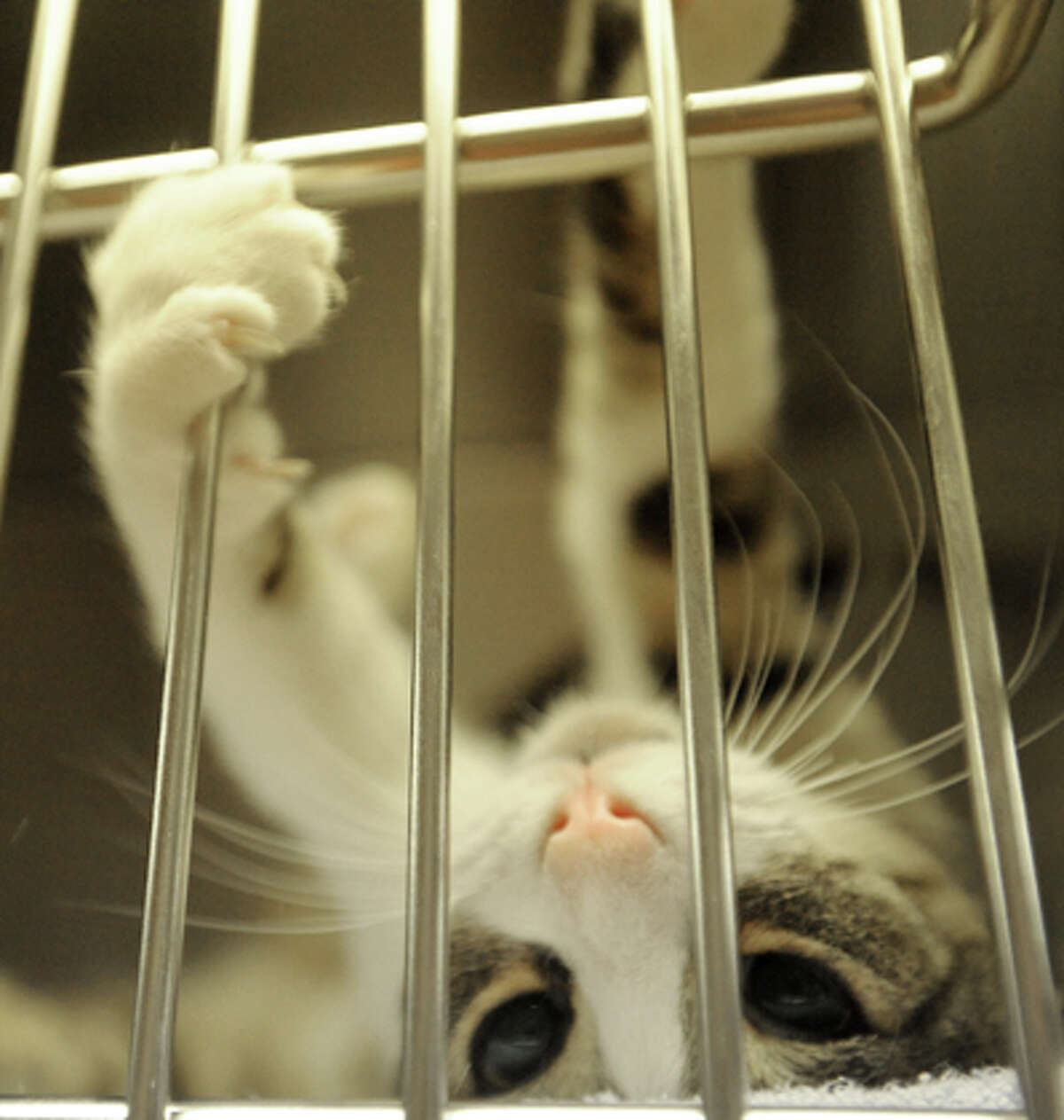 Adopt A Cat at the Humane Society