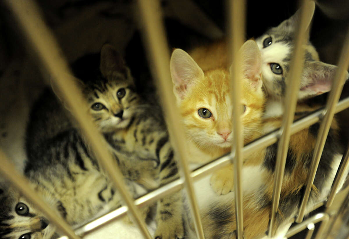 Adopt A Cat at the Humane Society