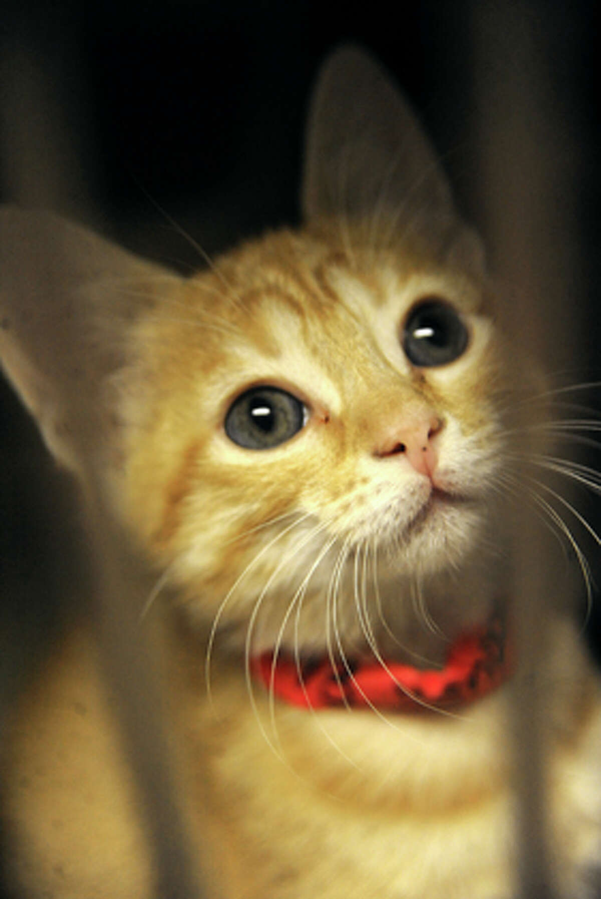Adopt A Cat at the Humane Society