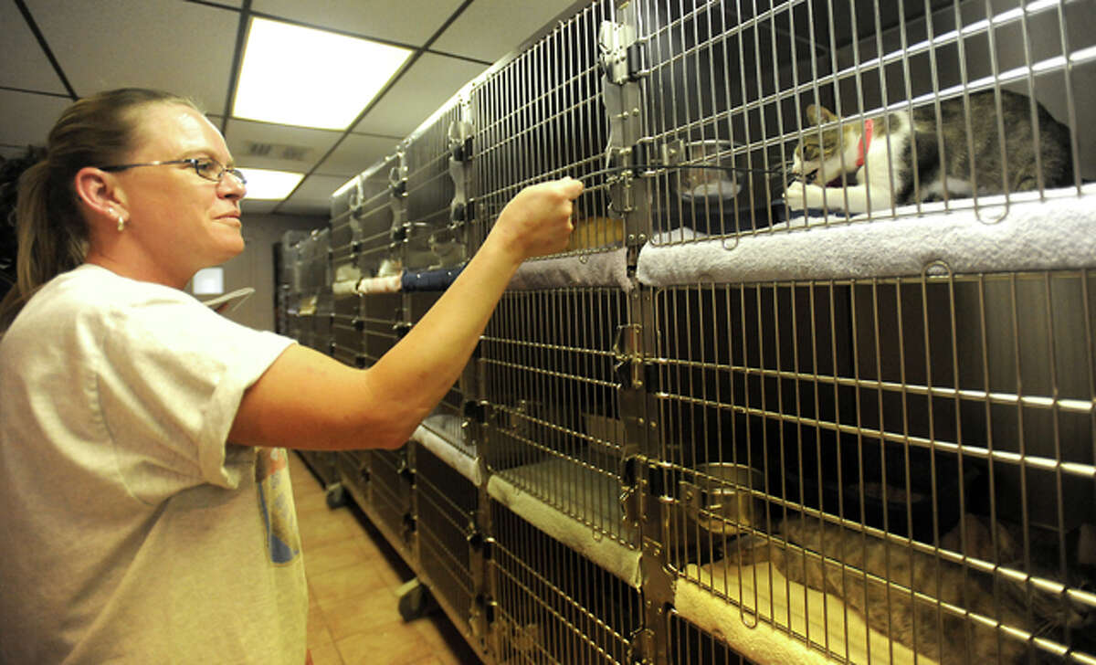 Adopt A Cat at the Humane Society