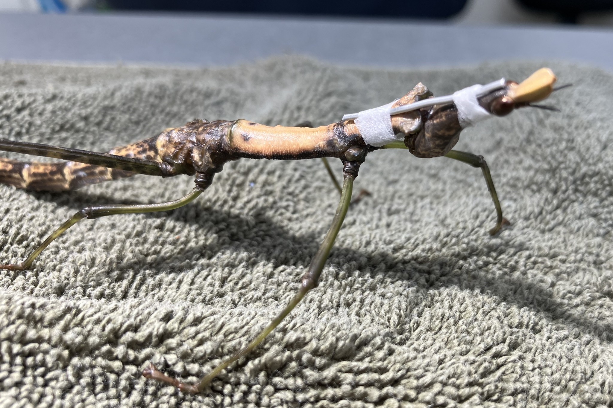 Houston Zoo helps out rare insect with tiny neck brace