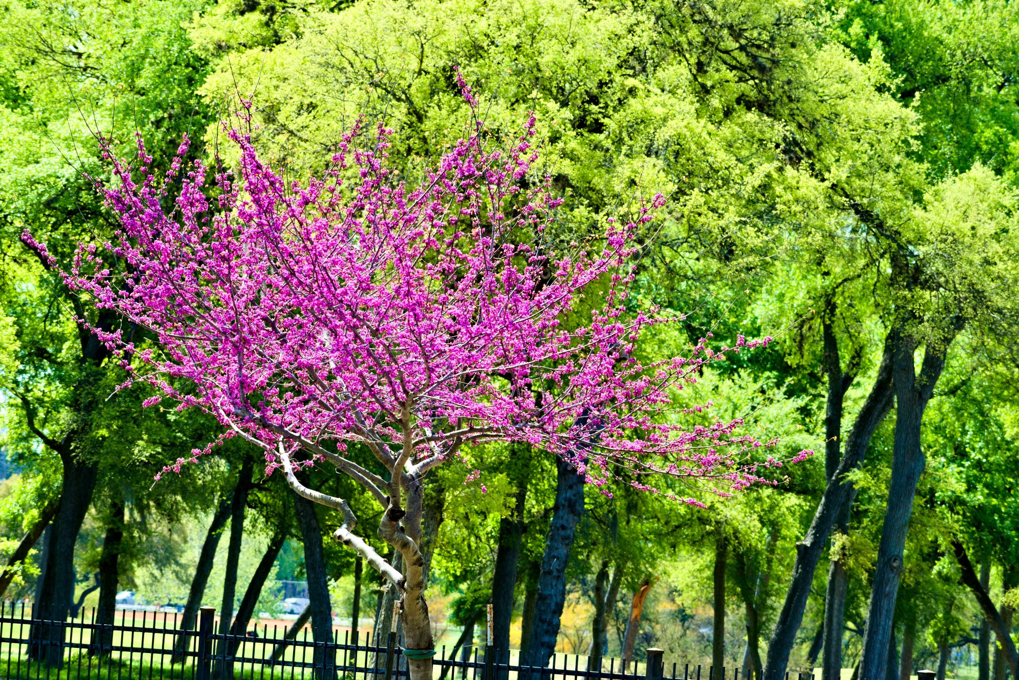 Texas redbud trees best tolerate San Antonio's hot summers