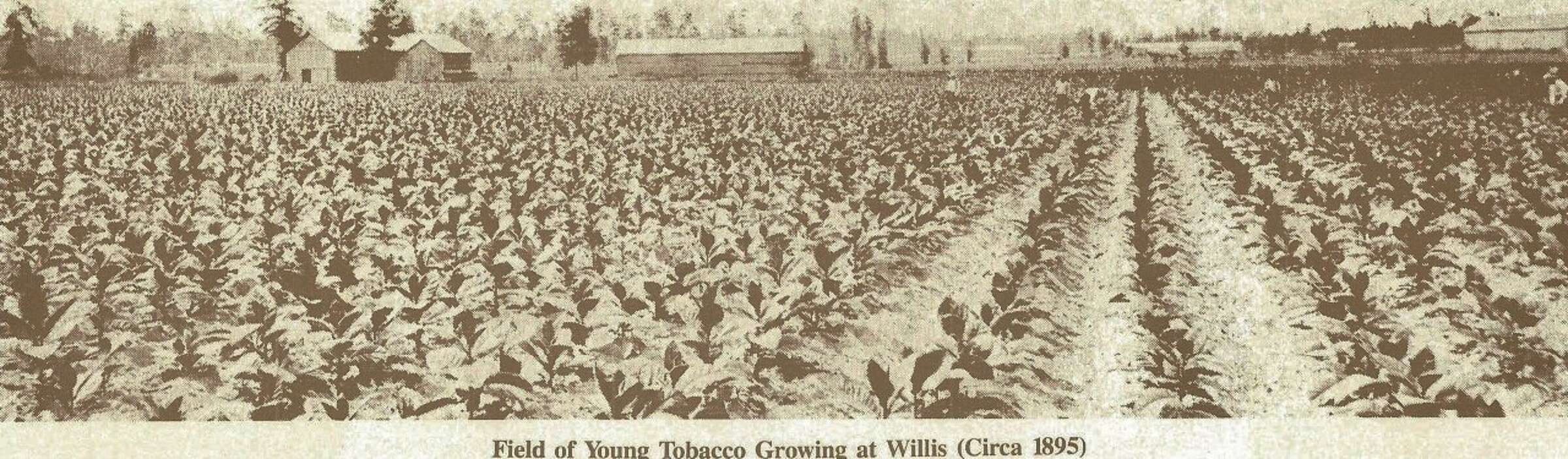 Willis' tobacco king title was grand though short-lived