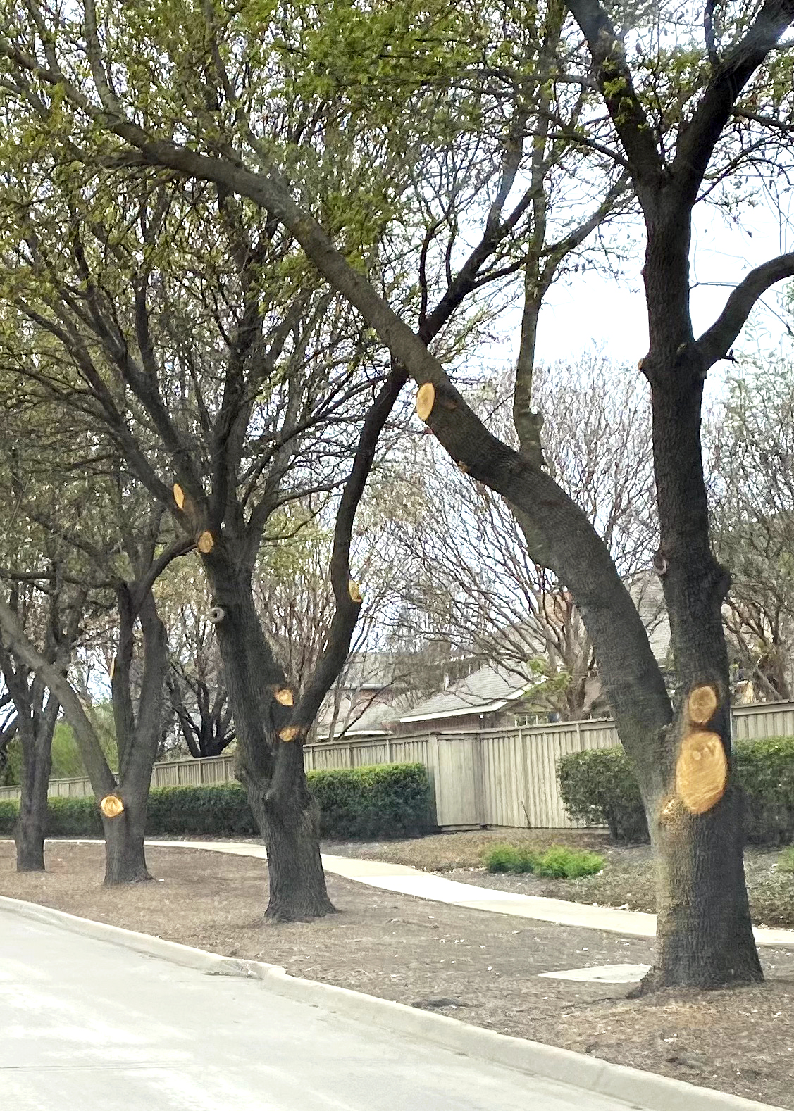Here's what you need to know about oak wilt that affects Texas trees