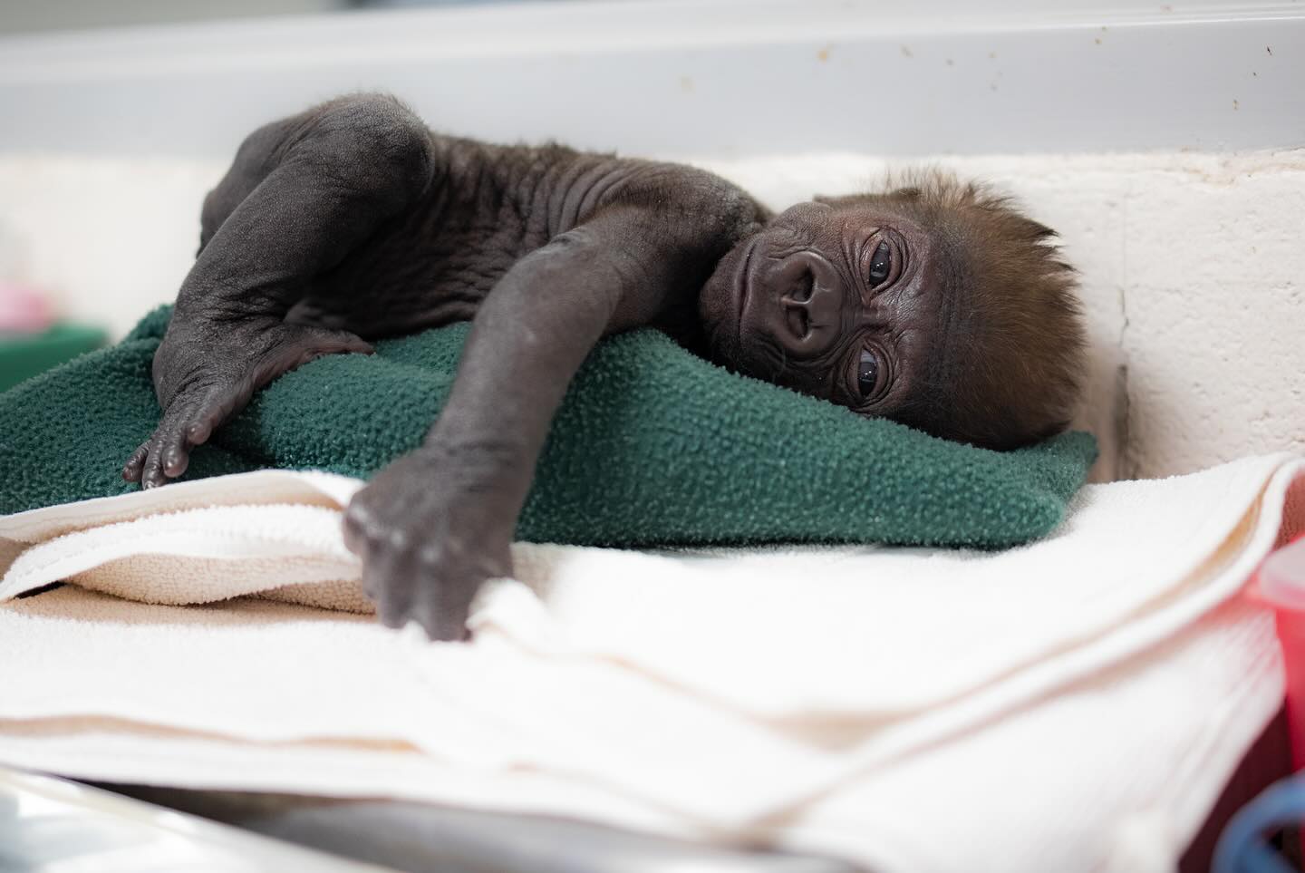 Texas zoo delivers baby gorilla in rare emergency C-section