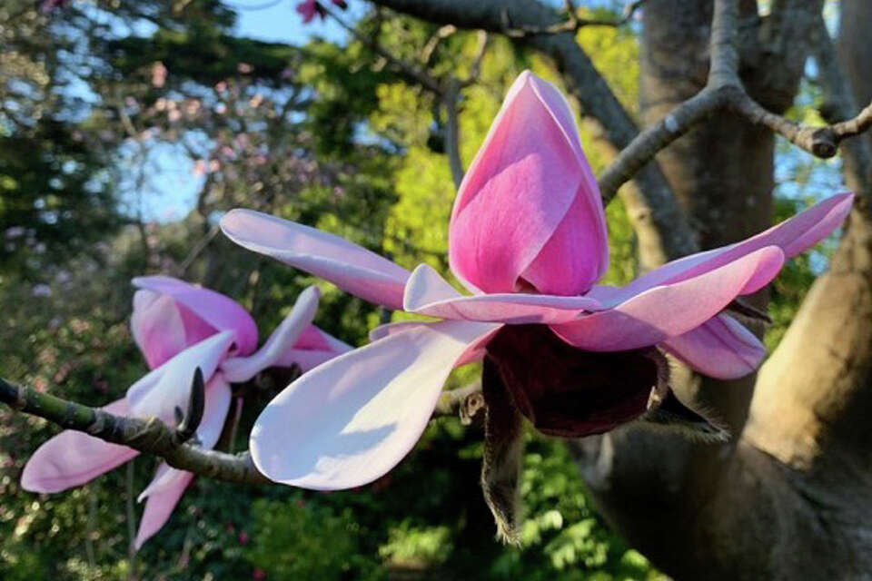 S.F. magnolias are in brief peak bloom. Here’s how to see them