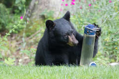 Black bears in CT are out of their dens. Here's what to know.