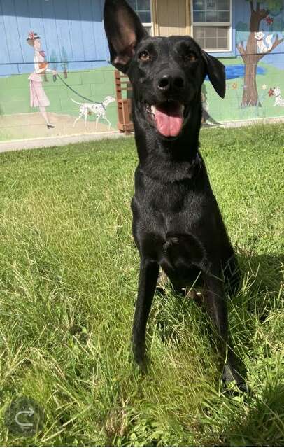 LAPS announces Lab/Malinois mix Pandita as Laredo's Pet of the Week