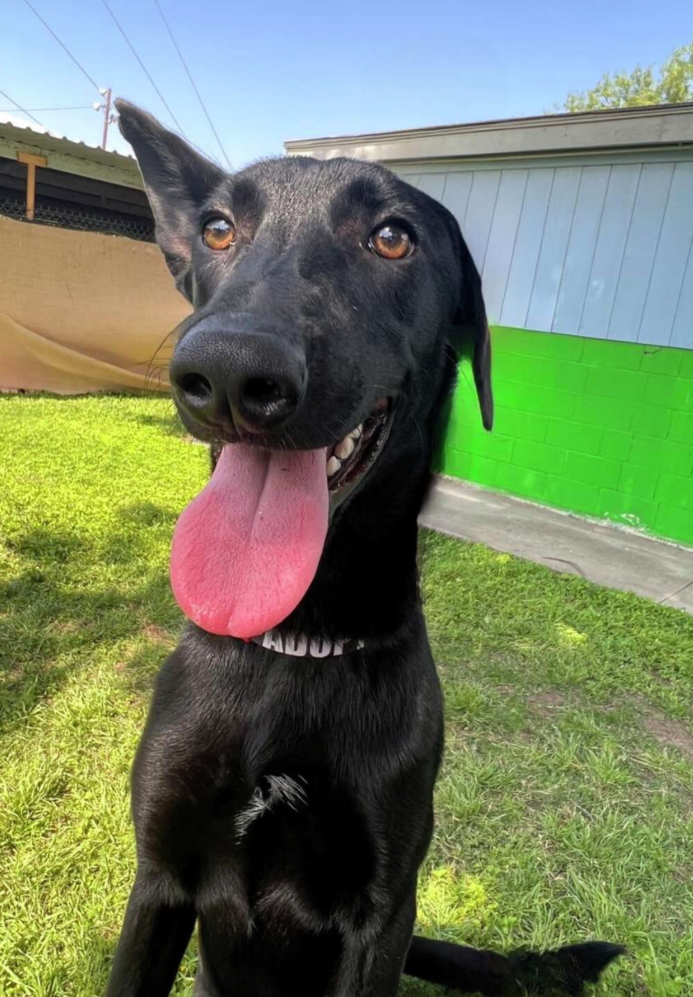 LAPS announces Lab/Malinois mix Pandita as Laredo's Pet of the Week
