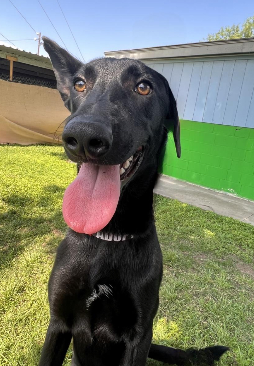 LAPS announces Lab/Malinois mix Pandita as Laredo's Pet of the Week