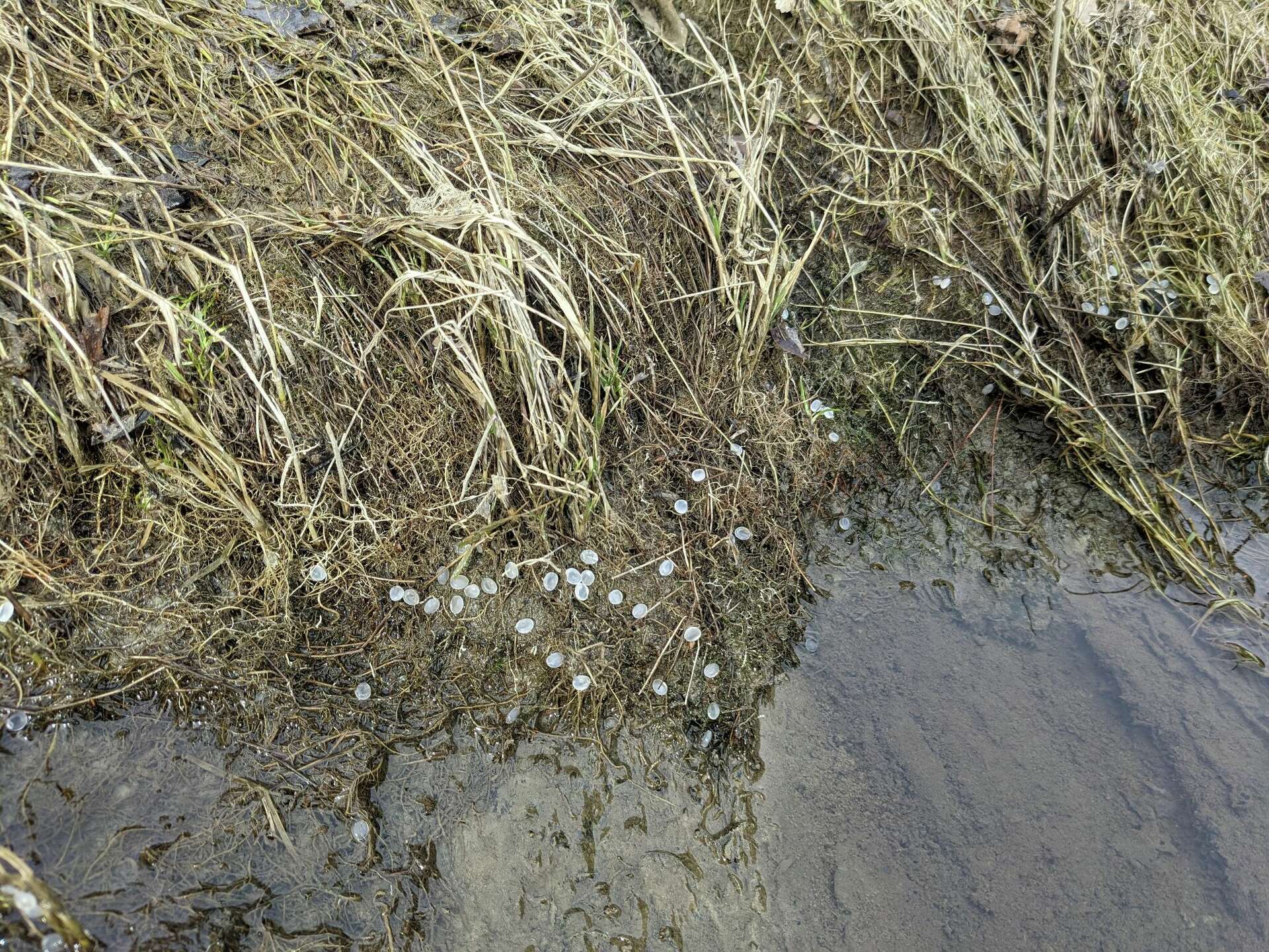 Months after train derailment, plastic pellets still found in Hoosic