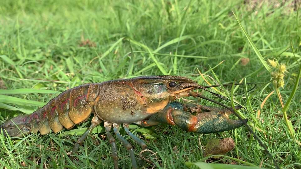 Experts still looking out for Australian Redclaw crawfish