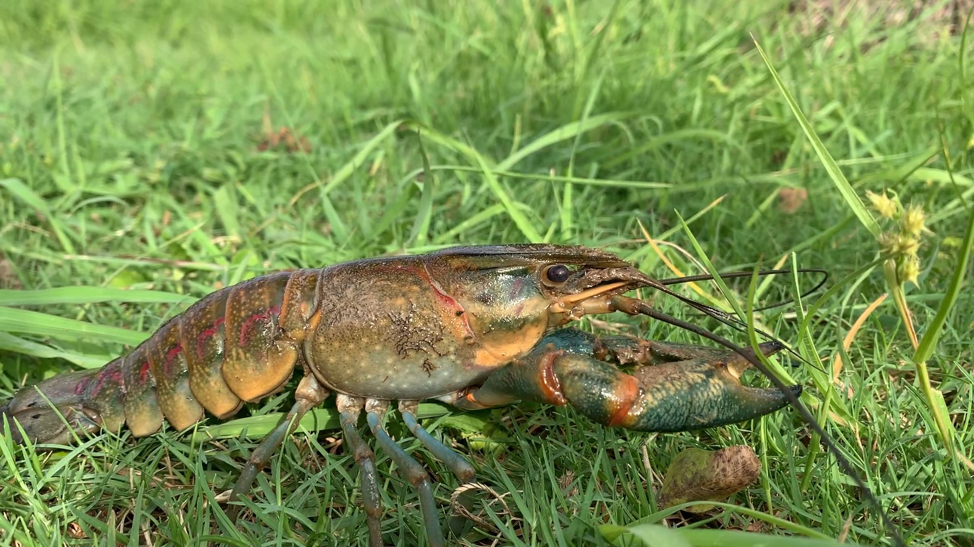 Experts still looking out for Australian Redclaw crawfish