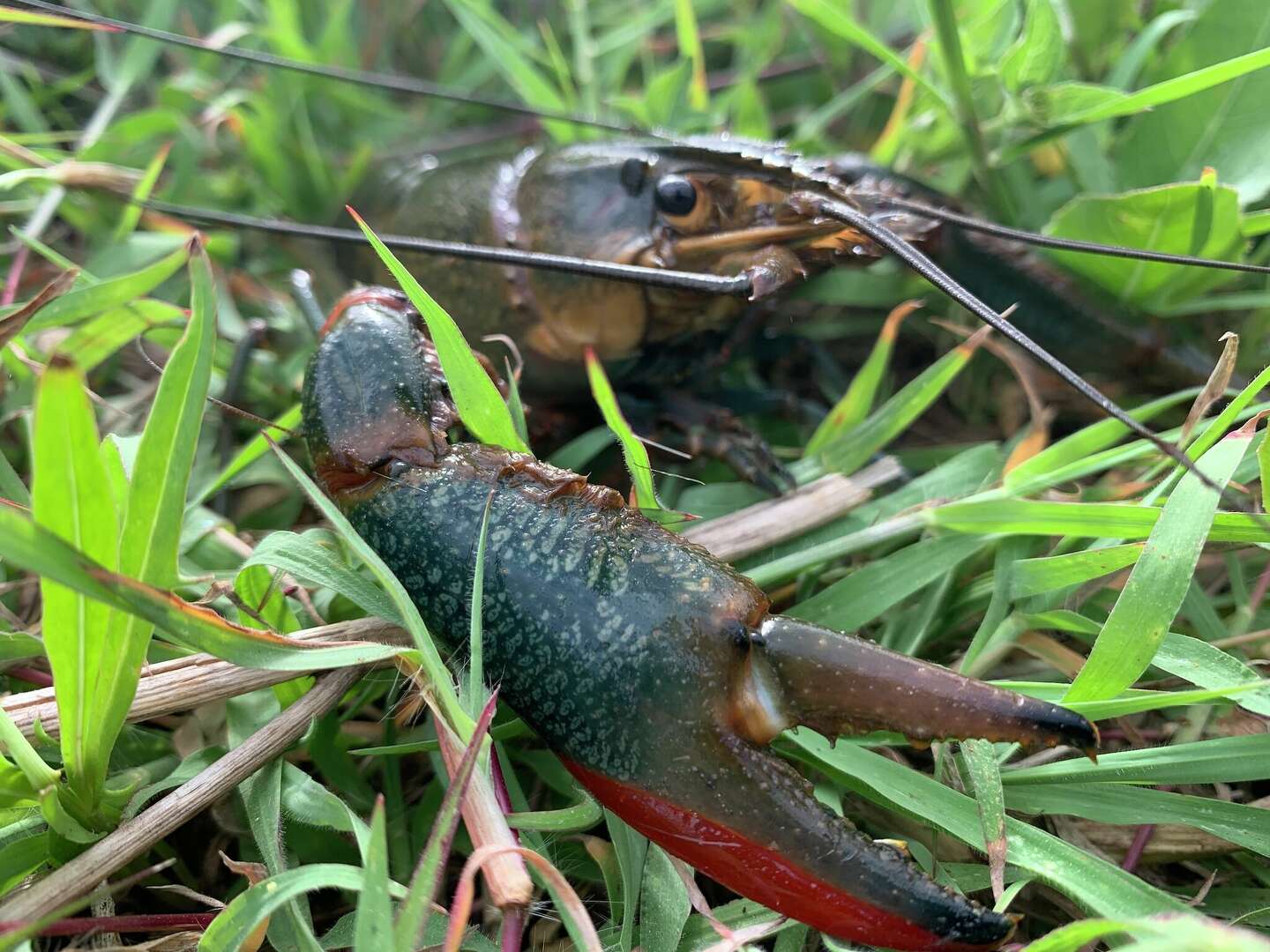 Experts still looking out for Australian Redclaw crawfish