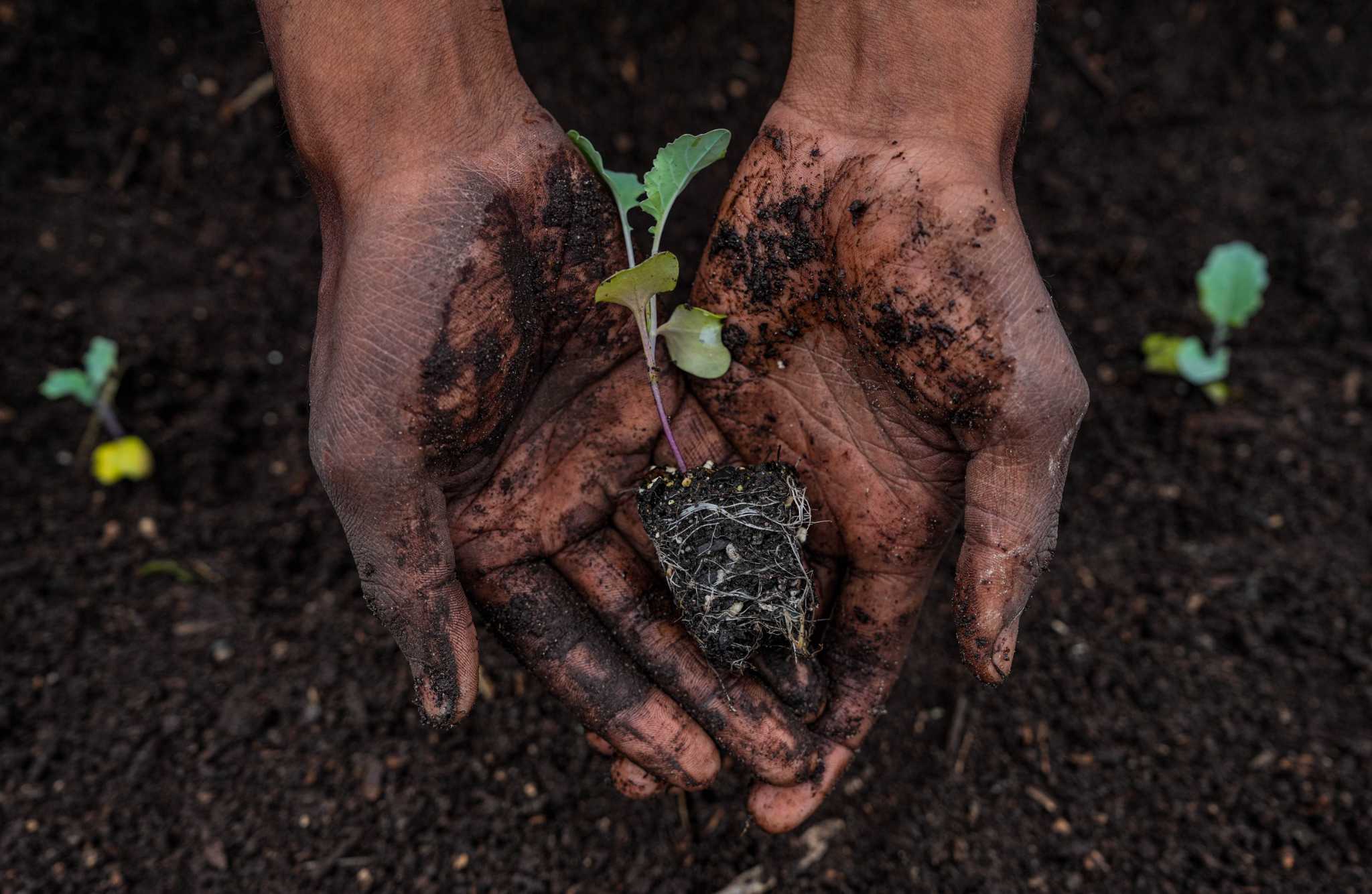 How Houston, TX farmers fight extreme weather, climate change