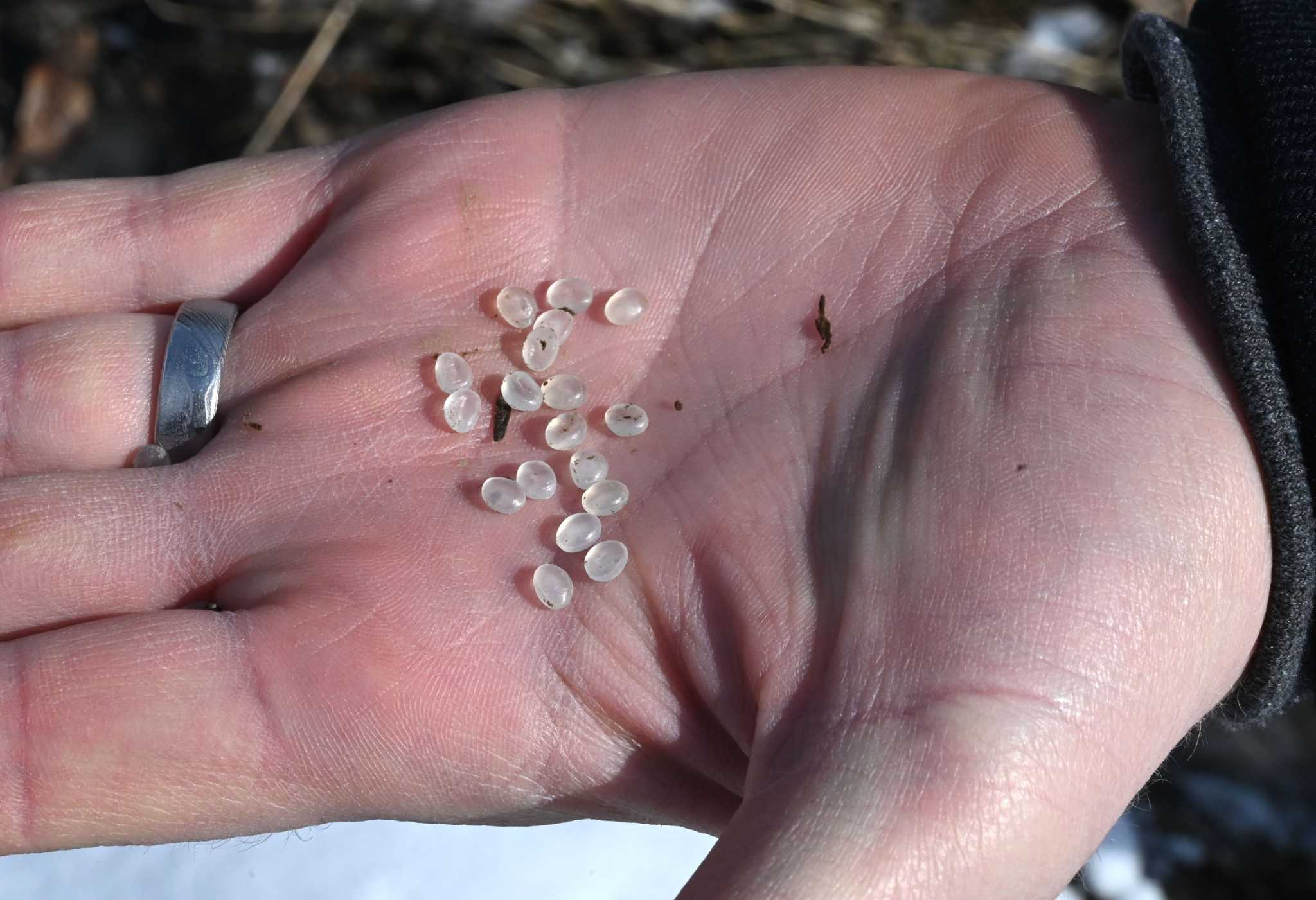 After train derailment, plastic pellets inundate Hoosic River