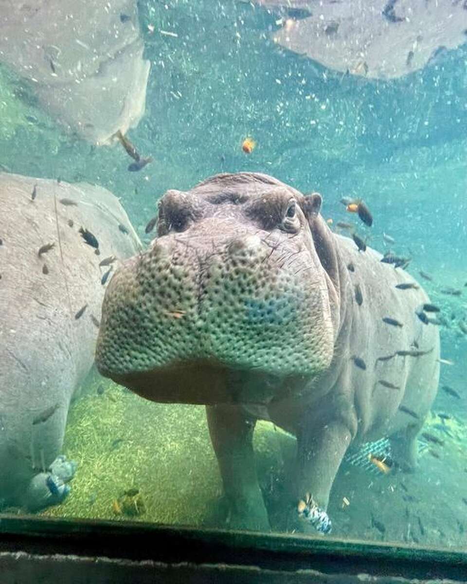 San Antonio Zoo's Timothy the Hippo launches presidential bid