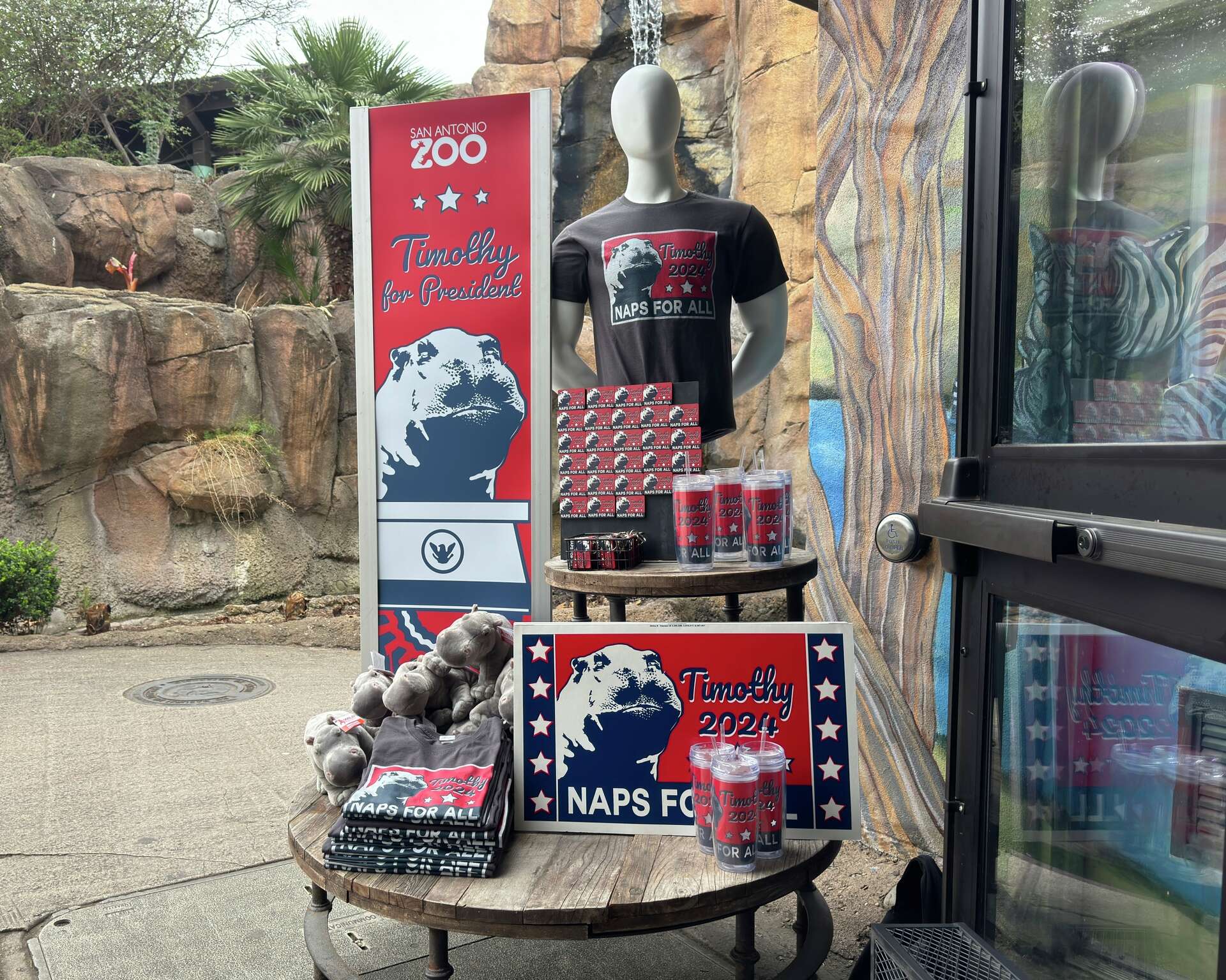 San Antonio Zoo's Timothy the Hippo launches presidential bid