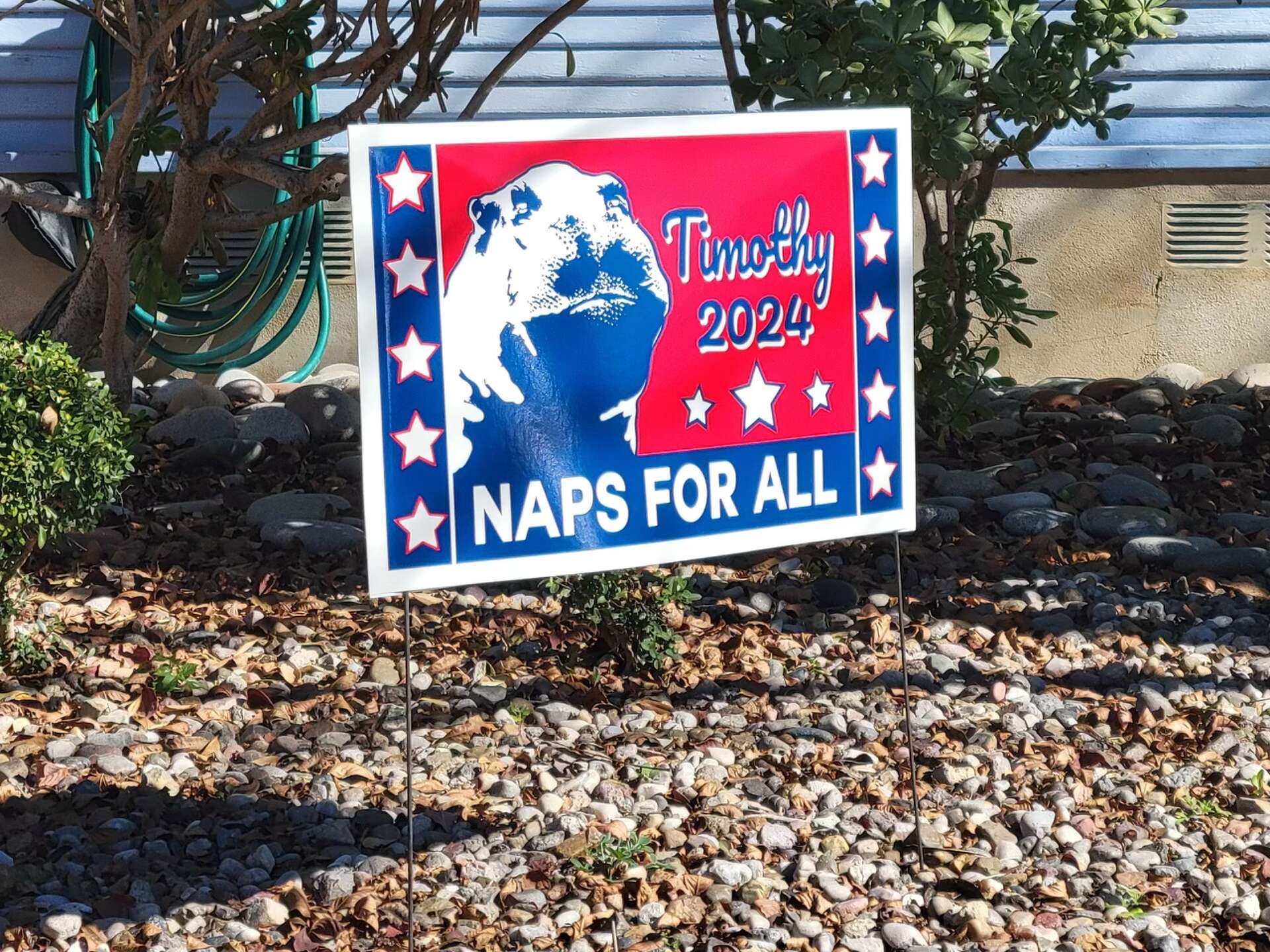 San Antonio Zoo's Timothy the Hippo launches presidential bid