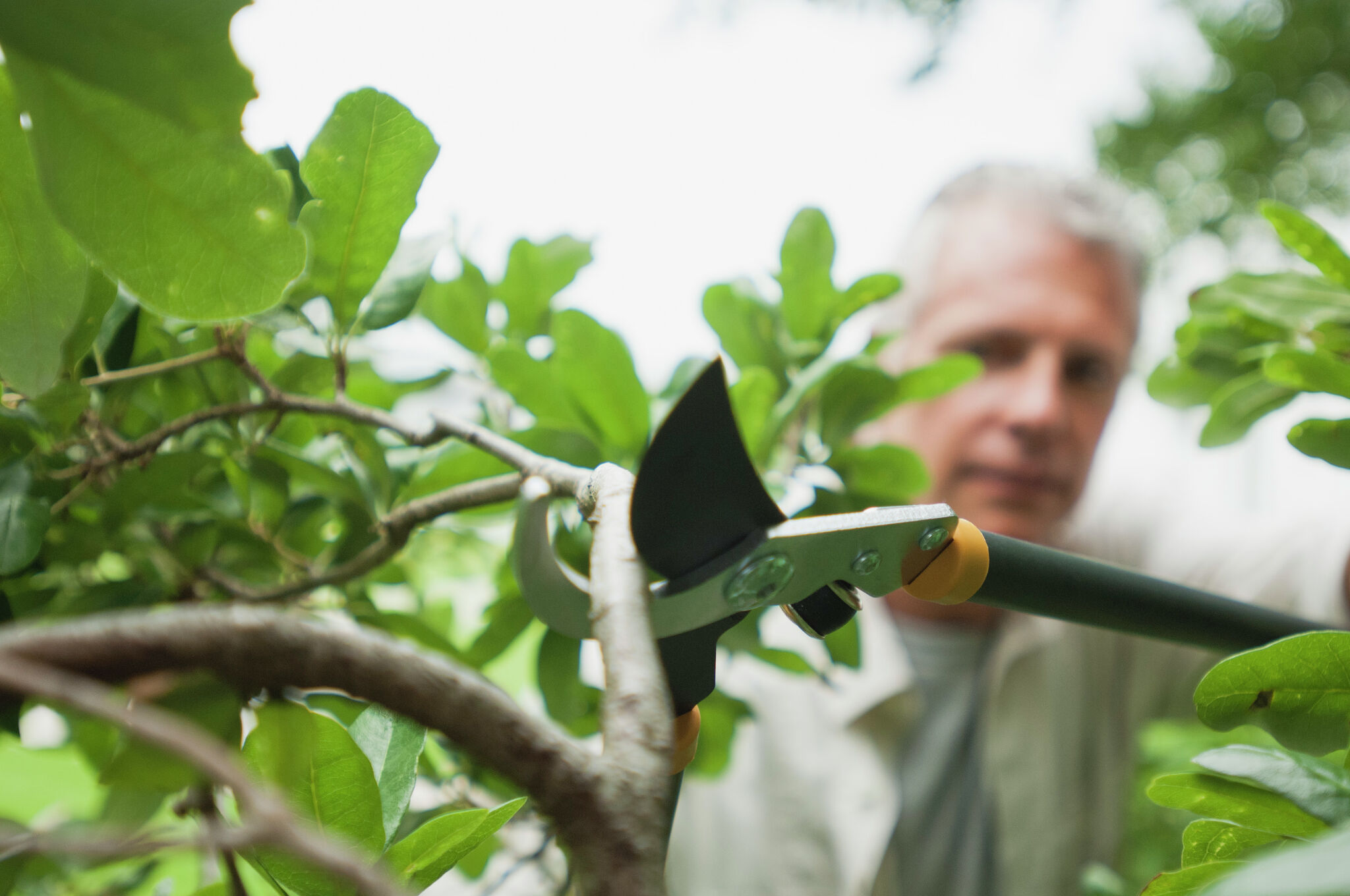 Pruning shows trees love, if done properly