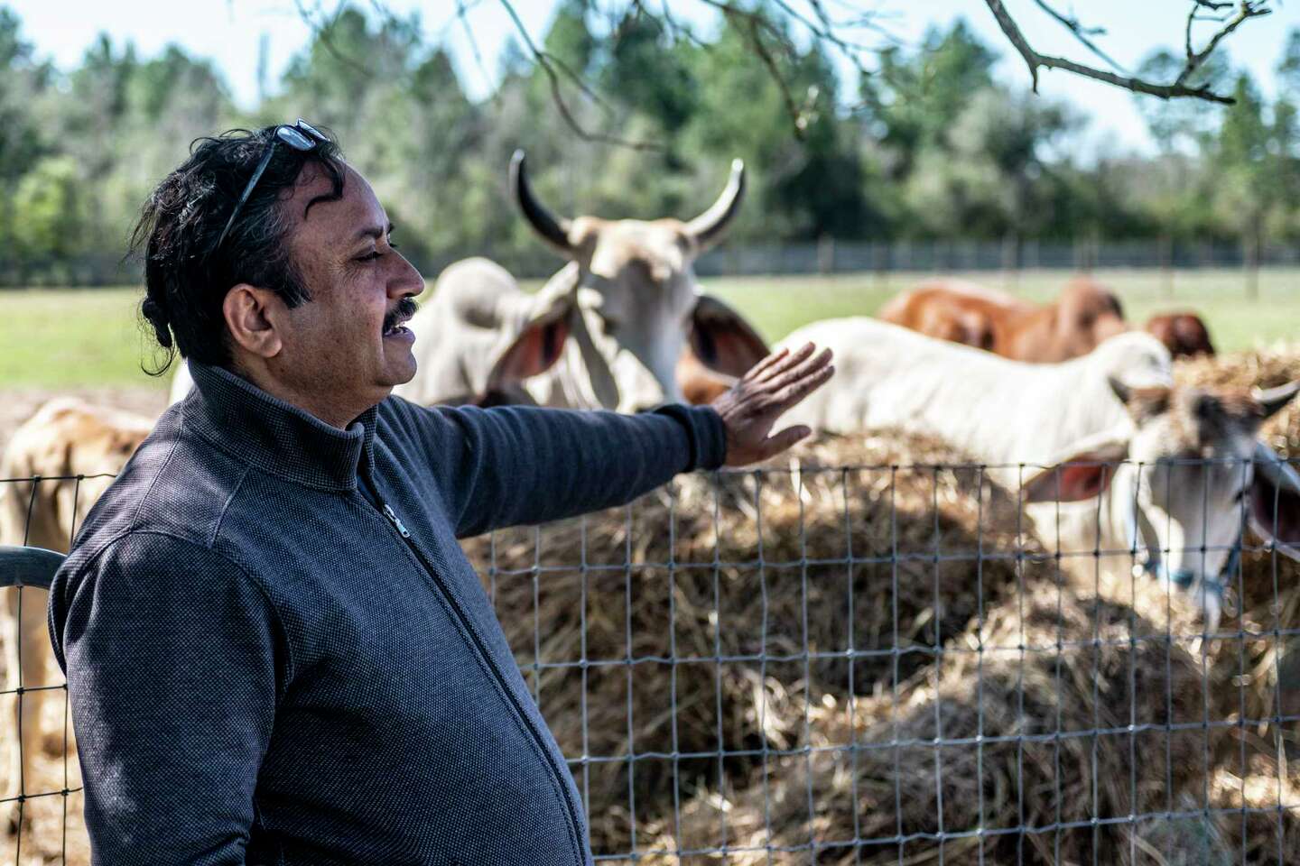 Waller farm Texas Gaushala offers 30 minute cow cuddling sessions