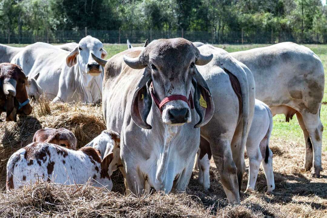 Waller farm Texas Gaushala offers 30 minute cow cuddling sessions