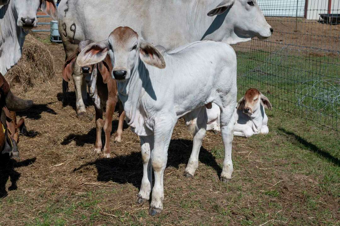 Waller farm Texas Gaushala offers 30 minute cow cuddling sessions