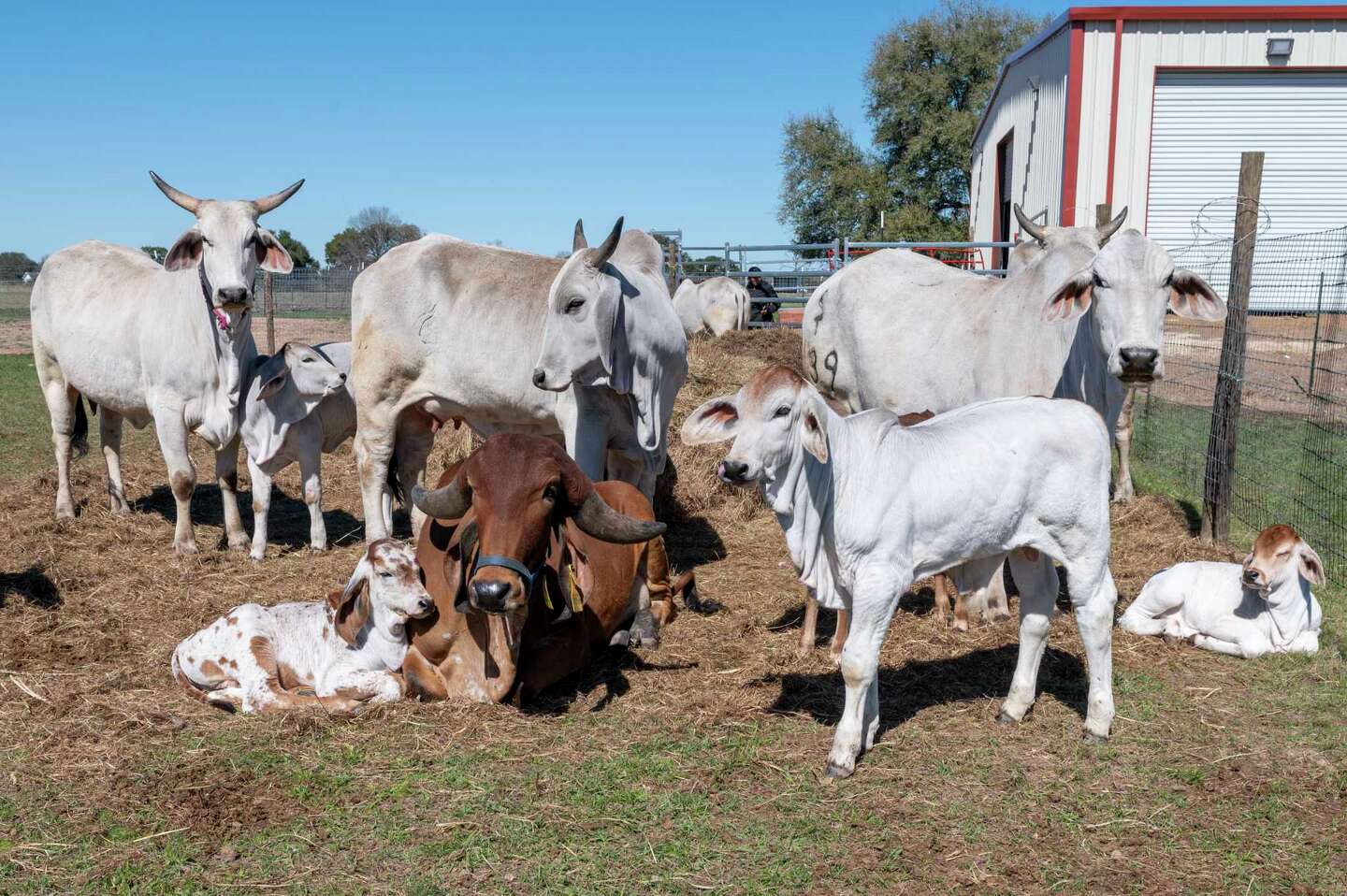 Waller farm Texas Gaushala offers 30 minute cow cuddling sessions