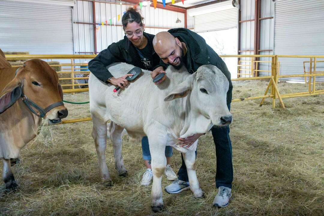 Waller farm Texas Gaushala offers 30 minute cow cuddling sessions