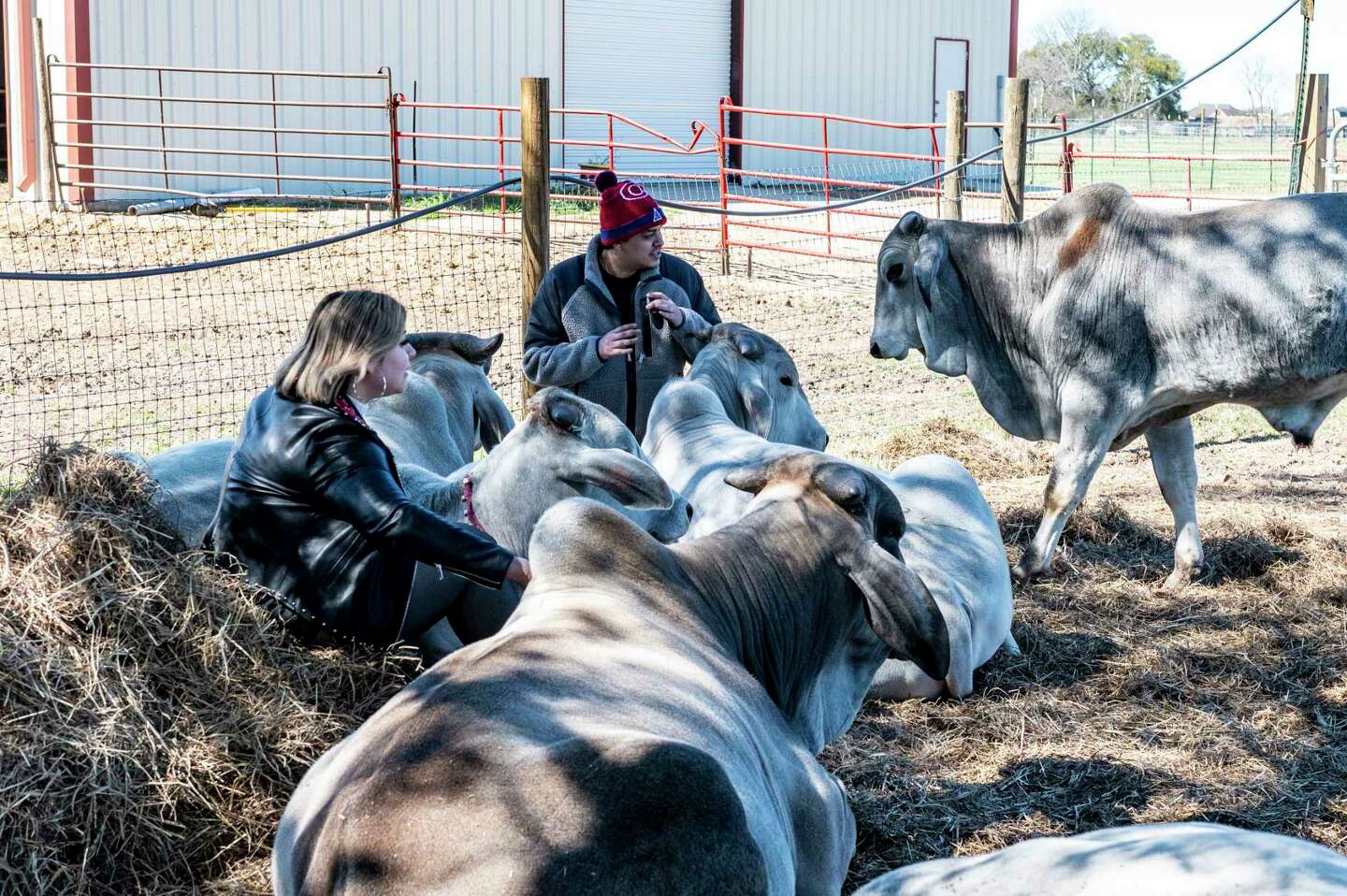 Waller farm Texas Gaushala offers 30 minute cow cuddling sessions