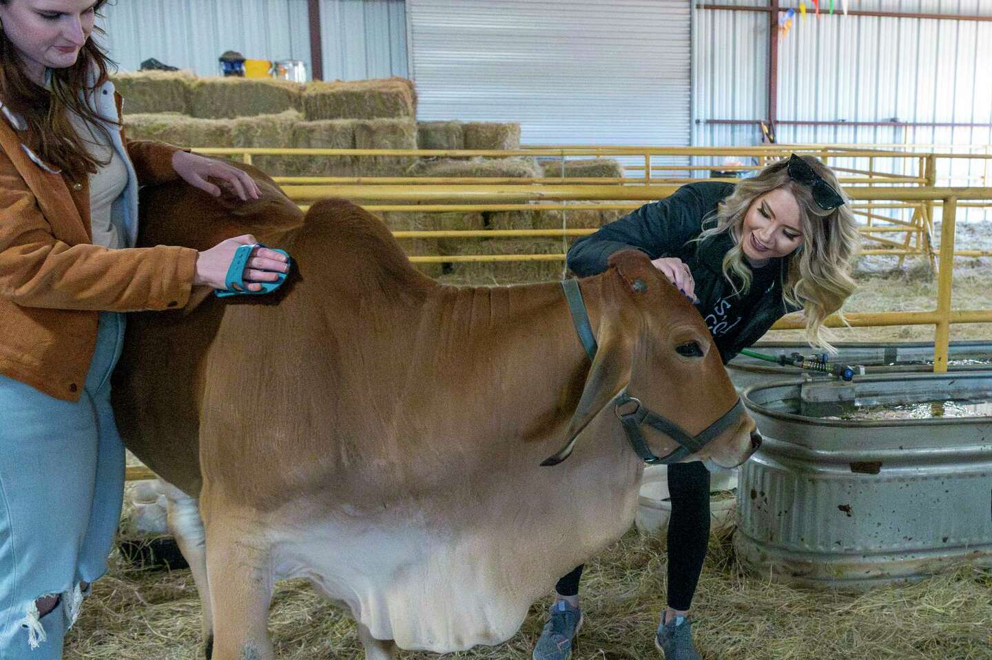 Waller farm Texas Gaushala offers 30 minute cow cuddling sessions