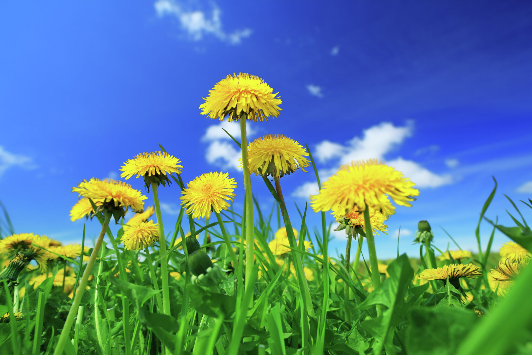 Breaking the mold: How dandelions could change rubber production