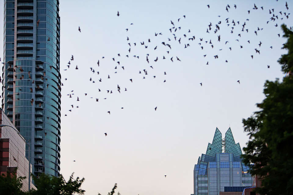 Austin's Congress Avenue Bridge bats are back for viewing