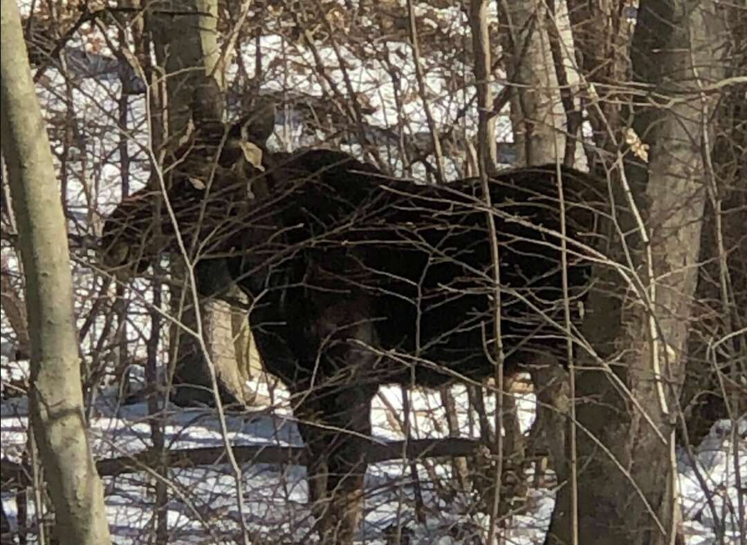Windsor Locks residents upset with CT officials for euthanizing moose