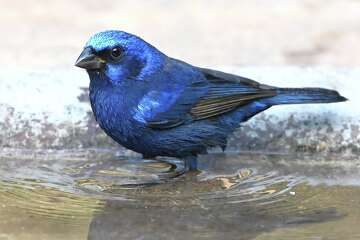Blue bunting makes rare appearance in South Texas