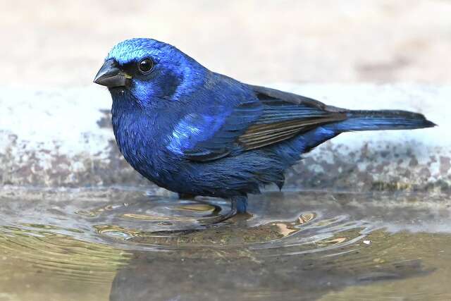 Blue bunting makes rare appearance in South Texas