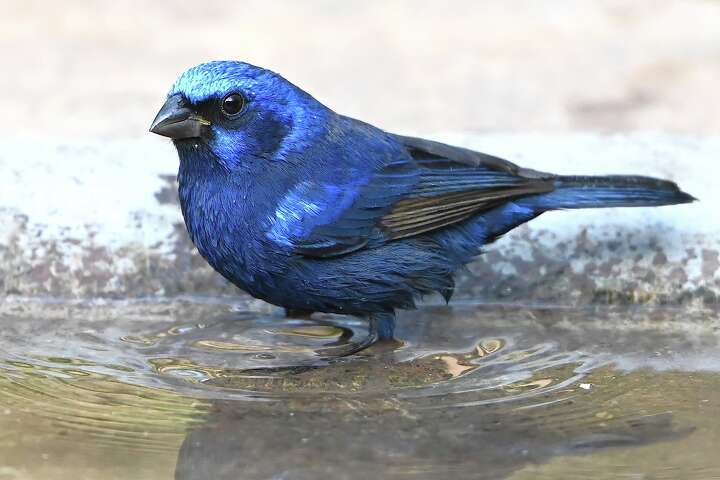 Blue bunting makes rare appearance in South Texas