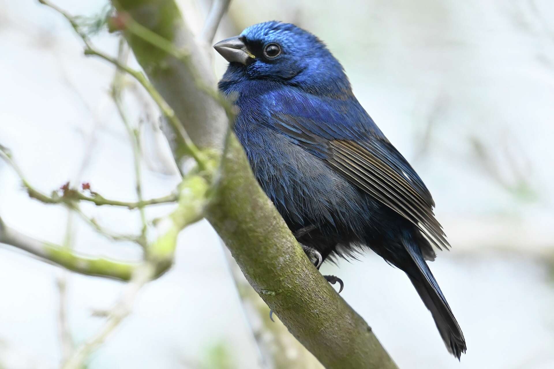 Blue bunting makes rare appearance in South Texas