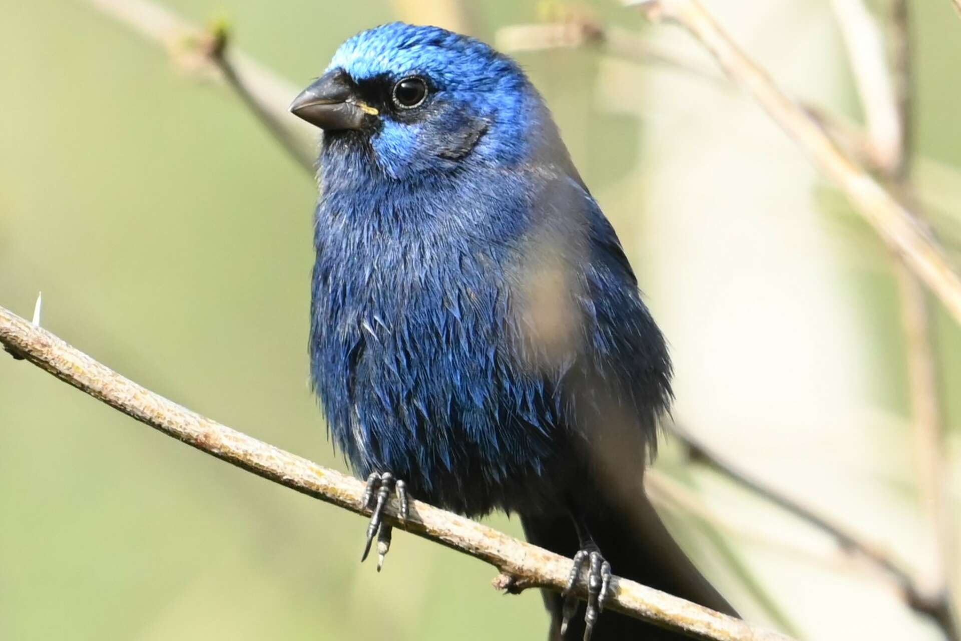 Blue bunting makes rare appearance in South Texas