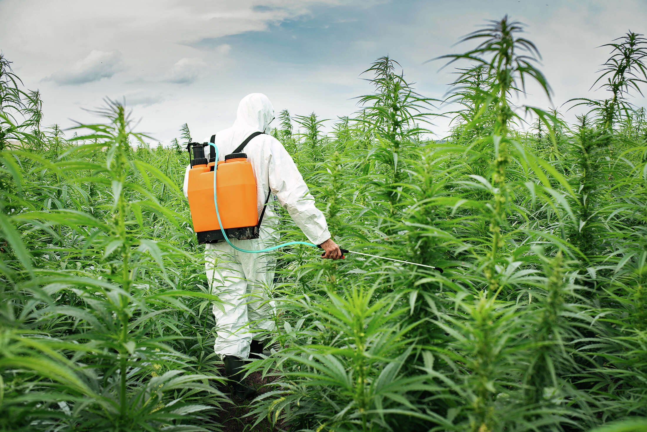 Cannabis: Bay Area marijuana coverage