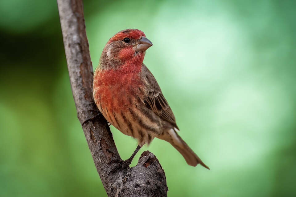 12 Backyard Birds You Can Find No Matter Where You Live